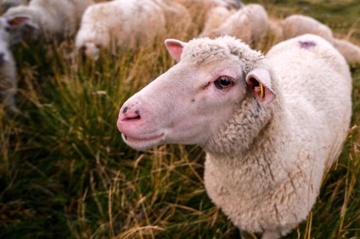 Le jugement des brebis