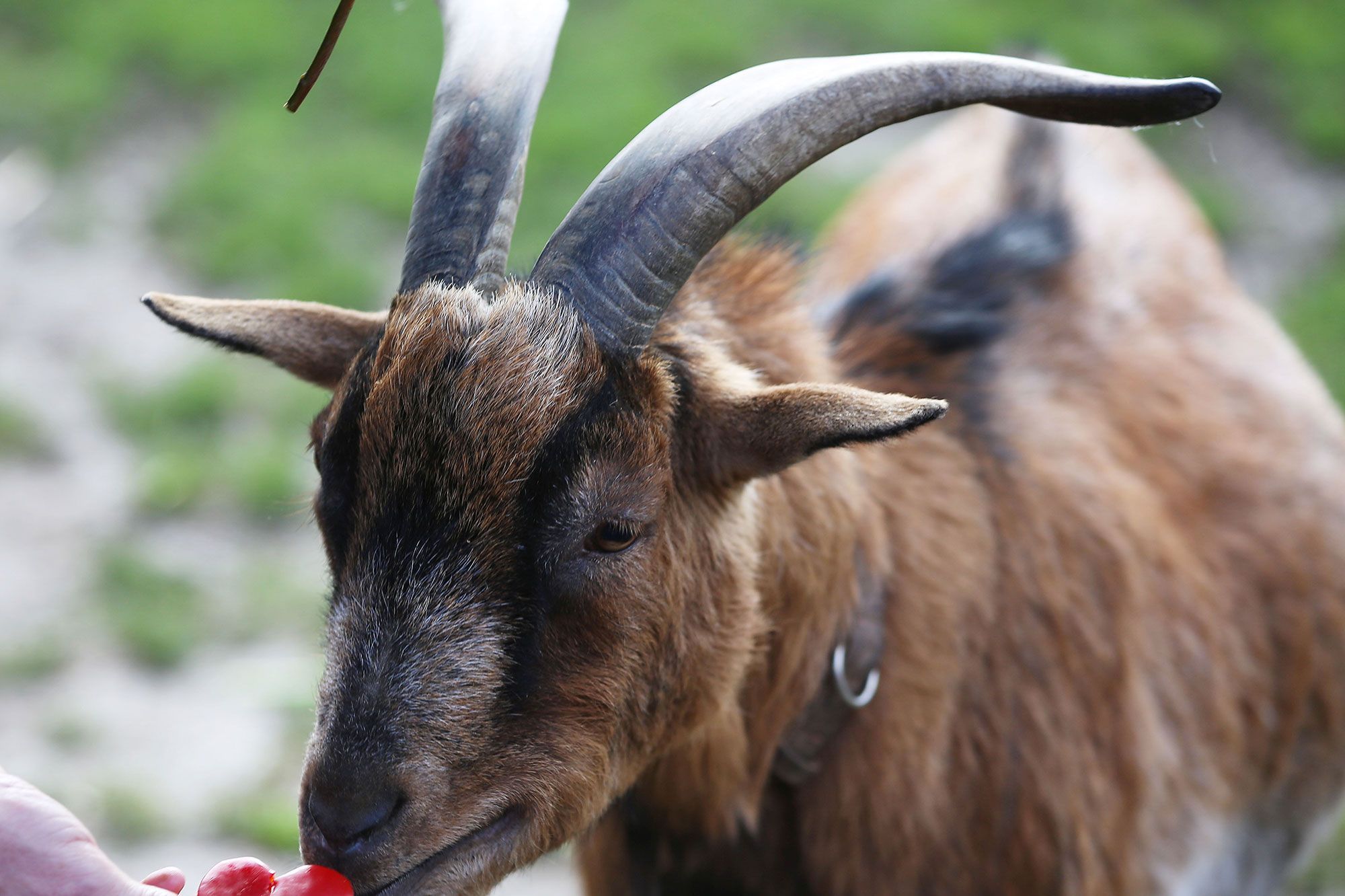 Le jugement des boucs